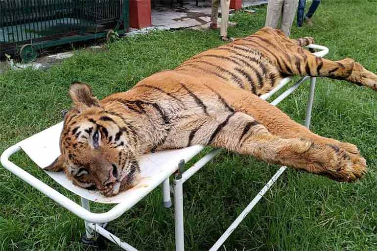 প্রয়াত দেশের প্রবীণতম বাঘ ‘রাজা’, শূন্য হল সিংহাসন