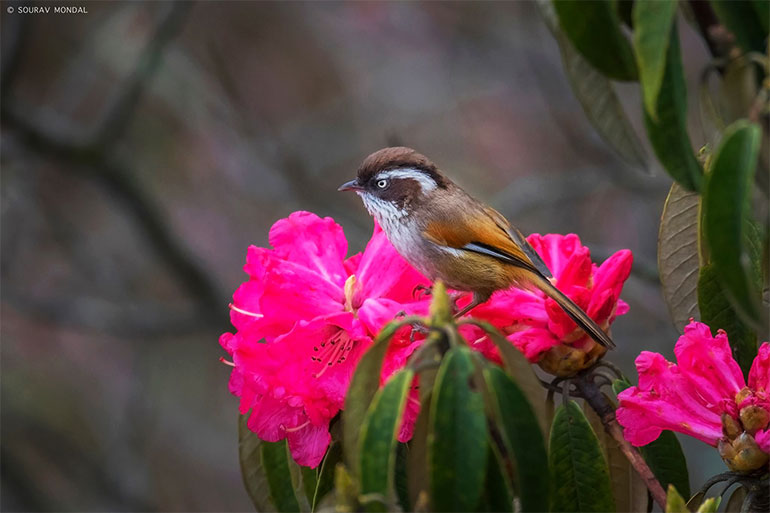 এই প্রথম সিঙ্গালিলা জাতীয় উদ্যানে রডোডেনড্রন এবং পাখি উৎসব