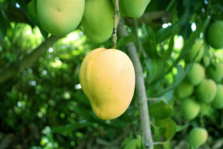 কোহিতুর, ঝুমকো রানি, তোতাপুরী, জাহানারা : বাংলার ঐতিহ্যবাহী আম পর্যটন