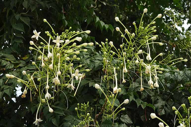 হেমন্ত রাতের হিমঝুরি…